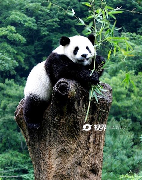 可爱的大熊猫 图片 轩视界