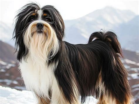 Tibetan Terrier The Loyal Cheerful Ancient Companion