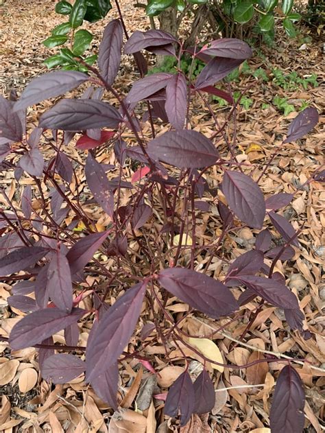 Obsessed With These Fall Colors Itea Virginica And Fothergilla R Nativeplantgardening