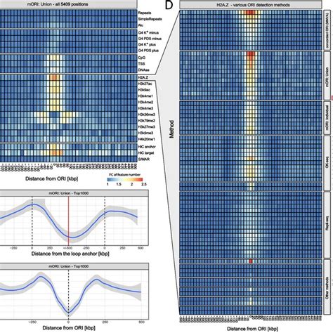 A Dna Replication In Human Cells Polymerase ε Synthesizes The Leading