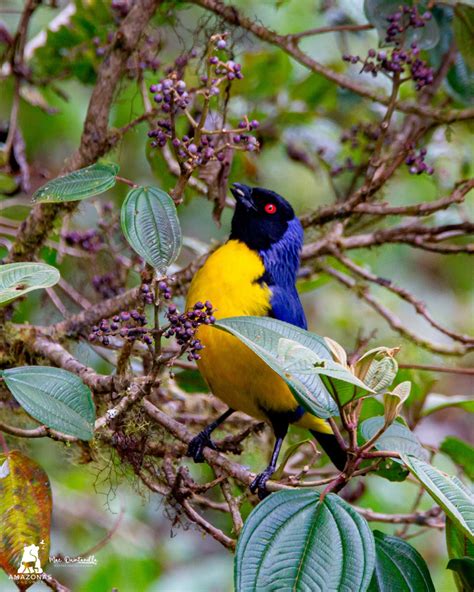 Amazonas 📷 𝗧𝗮𝗻𝗴𝗮𝗿𝗮 𝗱𝗲 𝗠𝗼𝗻𝘁𝗮ñ𝗮 𝗘𝗻𝗰𝗮𝗽𝘂𝗰𝗵𝗮𝗱𝗮 𝗛𝗼𝗼𝗱𝗲𝗱 𝗠𝗼𝘂𝗻𝘁𝗮𝗶𝗻 𝗧𝗮𝗻𝗮𝗴𝗲𝗿 𝘉𝘶𝘵𝘩𝘳𝘢𝘶𝘱𝘪𝘴 𝘮𝘰𝘯𝘵𝘢𝘯𝘢 La