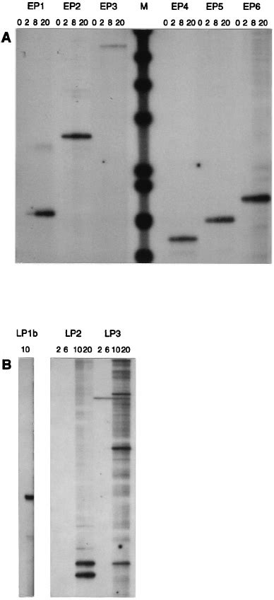 Primer Extension Analysis Of Early A And Late B Transcripts Time