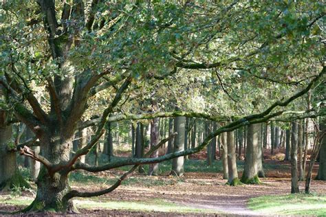 有关优美的风景 冷靜 分支機構 卡米尼奥－达弗洛雷斯塔 吠 和平的 夏天 天性 寧靜 平静的气氛 戶外 户外环境 斑驳
