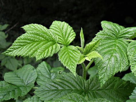 Wild Raspberry Leaves