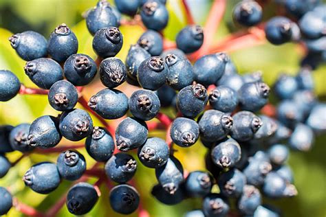 Treasure Tree Background Images HD Pictures And Wallpaper For Free Download Pngtree