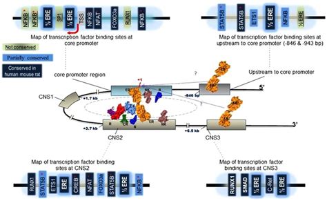 diagrammatic representation of proposed erα interactions with the foxp3