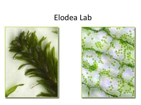 Diagrama De Celula Elodea