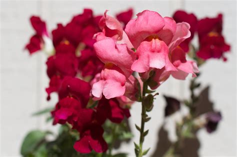 картинки цвести цветок лепесток Красный Розовый Флора Флористика Макросъемка цветущее