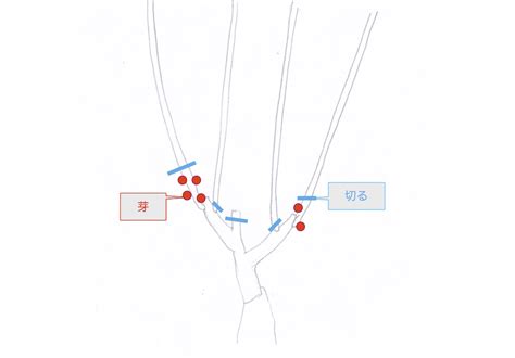 ébourgeonnageエブルジョナージュ（摘芽）で苗木からguyot Poussardギュイヨ・プーサールの樹形の基礎をつくる