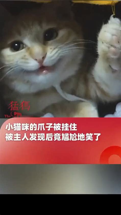 貓🐱：爪子被勾住了，有點尷尬🤣