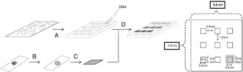 Figure 1 From Pulsatile Release Of Biomolecules From Polydimethylsiloxane Pdms Chips With