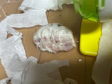 햄스터 종양 지식in