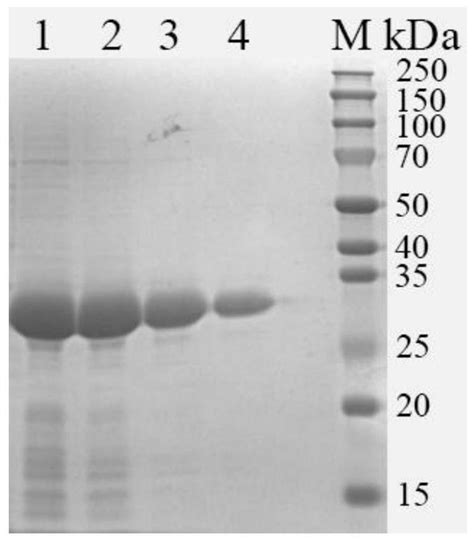 一种抗HbA1c的纳米抗体及其制备方法和应用与流程