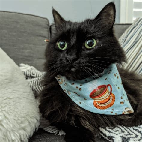 This Cat Has A Cute Eye Bleach R Reallyamerican