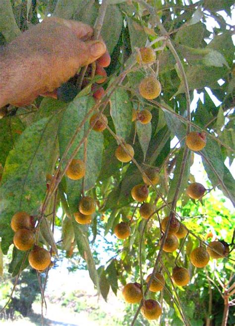 Sapindus Saponaria Seeds Western Soapberry Tree Thegardenofset