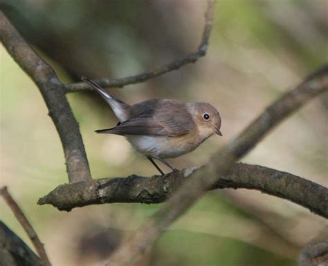 Red Breasted Flycatcher At Prawle By Pat Mayer Devon Birds
