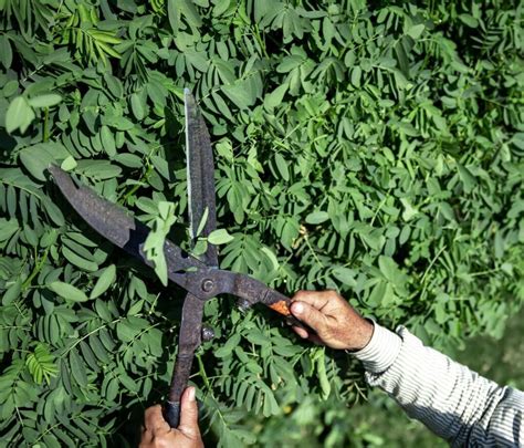 Tree Pruning Services North Eastern Tree Service