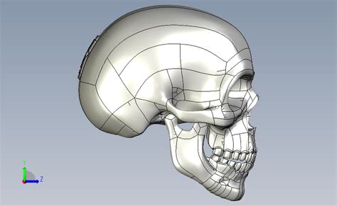 人类头骨医学模型 Step 模型图纸下载 懒石网