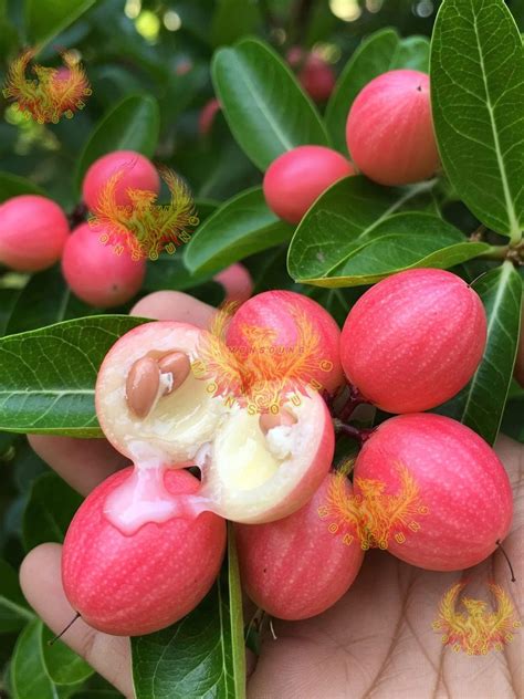 ကတွတ်၊ ငါးမျက်စိနဲ့ ကြွက်နို့တွေ အမြစ်ပါမကျန်အောင် Sharing My Knowledge