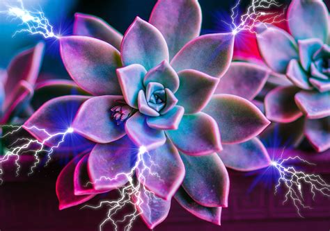 ¿granja De Energía Cientistas Utilizan Plantas Para Producir Electricidad