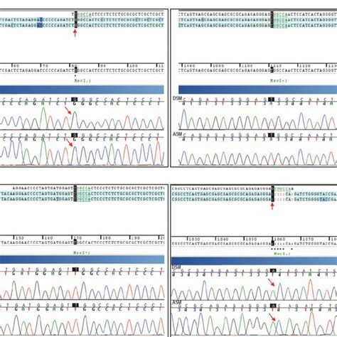 Inverted Terminal Repeat ITR Structure A Secondary Structure Of Download Scientific