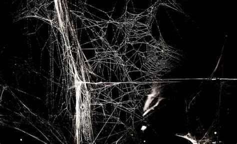 Premium Photo Abstract Texture Of A Spider Web