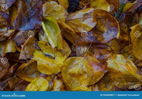 Tree Leaves Falling On The Ground Stock Image Image Of October Forest