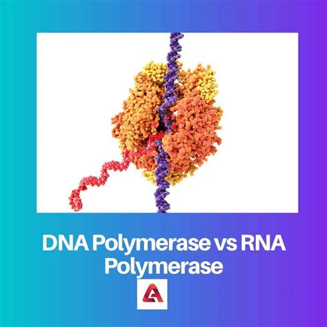Difference Between Dna And Rna Polymerase At Margaret Cambell Blog