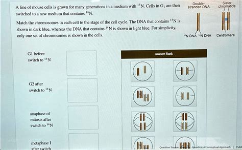 Solved A Line Of Mouse Cells Is Grown For Many Generations In A Medium With 15n Cells In G1