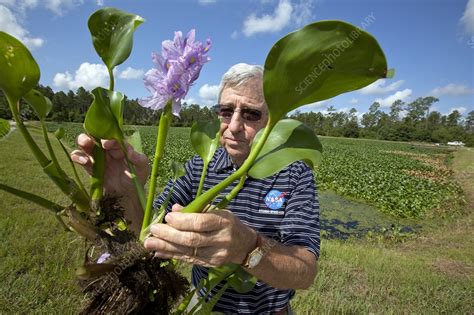 Water Hyacinth Removal At Edward Stenhouse Blog