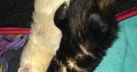 Dynamic Duo Puck And Deke Album On Imgur