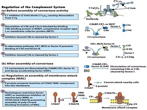 Regulation Of Complement System Pptx