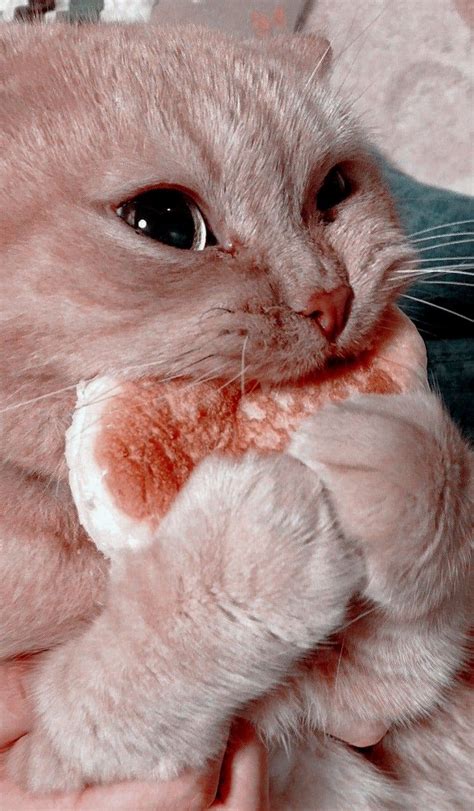 Gato  Cat Cuddle Cat Aesthetic Cat Person Cat Wallpaper Applis My