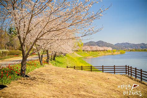 순천 벚꽃 명소 가볼만한곳 동천 개화 상태 만개 중 네이트뷰 순천 벚꽃 명소 가볼만한곳 동천 개화 상태 만개 중 네이트뷰