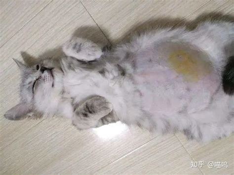猫腹水和猫传腹还傻傻分不清楚 知乎