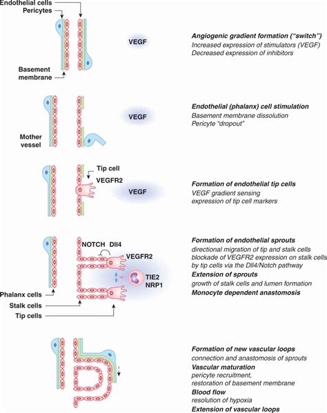 Angiogenesis Oncohema Key