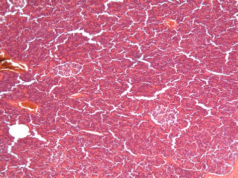 Histology Of Pancreatic Cells