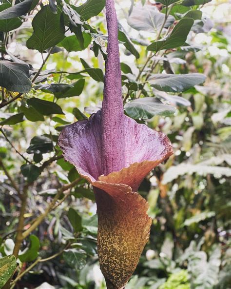 Amorphophallus Konjac Root