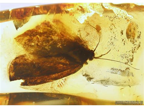 Nice Big 12mm Moth Lepidoptera Fossil Inclusion In Ukrainian Rovno