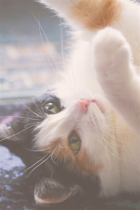 The Most Adorable Calico Cat Names