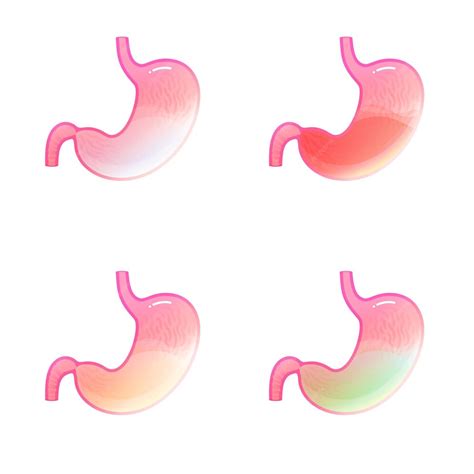 Premium Vector Vector Isolated Illustration Of Stomach Anatomy
