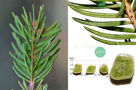 이름순 계절별 꽃색으로 찾기 독일가문비나무