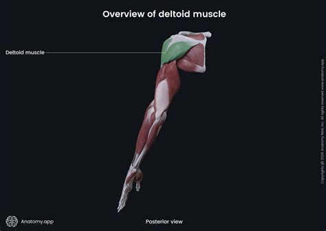 Overview Of Deltoid Muscle Posterior View Anatomy App