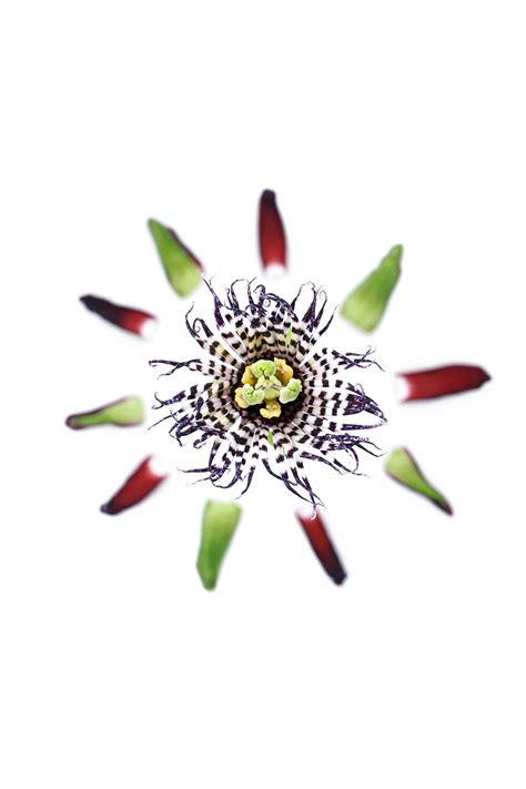 Esa Mustia Flor Mater Naturamater Natura