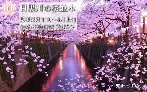 日本留学 这些绝美樱花观赏点你都去过吗？ 知乎