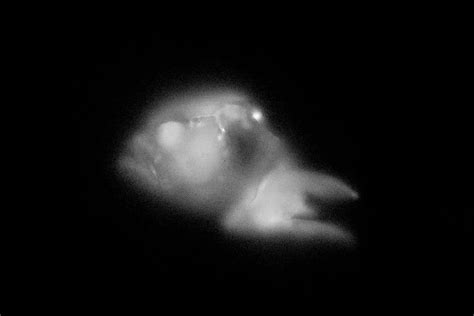 Masamichi Kagaya “autoradiograph Works Of Nuclear God ” Archives