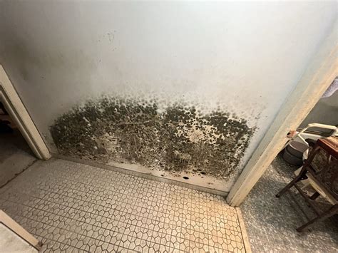 What Does Mold Look Like