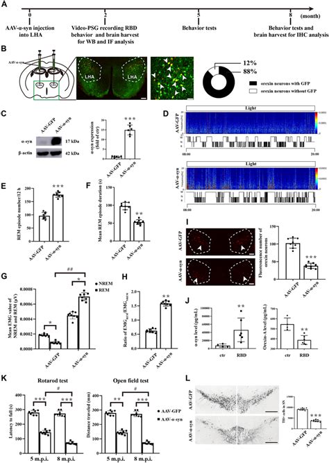 Injection Of Aav α Syn Into The Lha Recapitulated Rbd Like Sleep Download Scientific Diagram