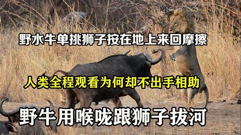 野牛单挑狮子按在地上摩擦，牛用喉咙跟狮子拔河，人类现场观看狮子野牛動物动物鏡頭記錄 真實故事 动物故事 Youtube