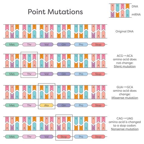Dna Substitution Deletion And Insertion Point Mutations Diagram